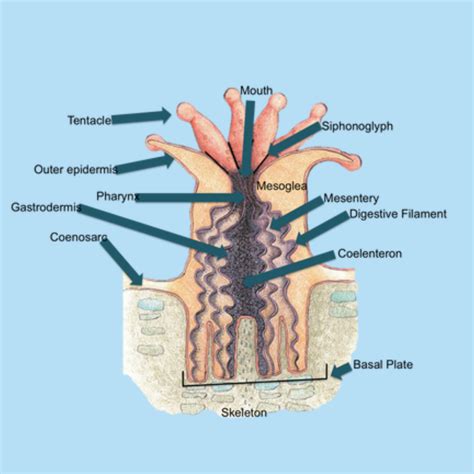 The Anatomy Of A Coral Polyp A Detailed Exploration Manta Systems