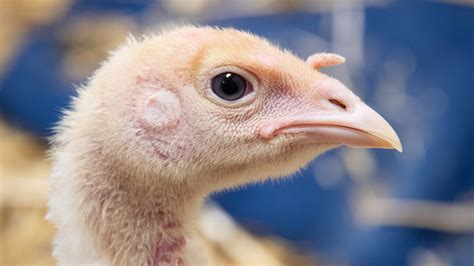 Turkeys Farm Animals Farm Sanctuary