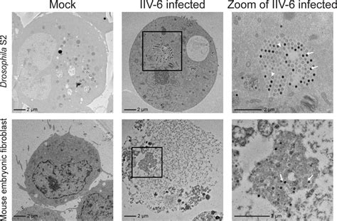 Iiv 6 Enters Mouse Embryonic Fibroblasts S2 Cells And Mefs Were