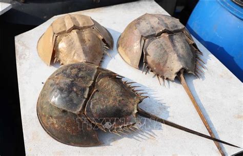 Cảnh Giác đề Phòng Nguy Cơ Ngộ độc Từ So Biển