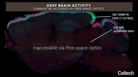 Caltech Develops A Way To Map Brain Circuits In Real Time