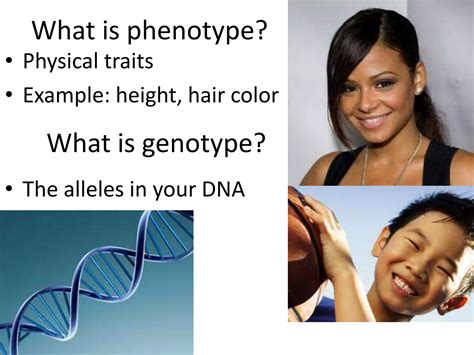 Genotypes And Phenotypes Pptx