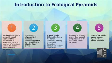 Ecological Pyramids In Different Ecosystems Pptx