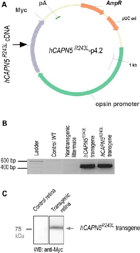 Transgenic Adniv Mutant Construct A A P42 Construct Designed For Download Scientific