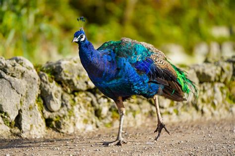 Blauer Pfau - Pfau