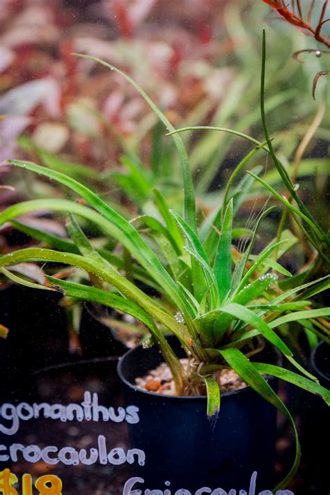 Shop Eriocaulon Vietnam Rare Premium Aquarium Plant School Of Scape