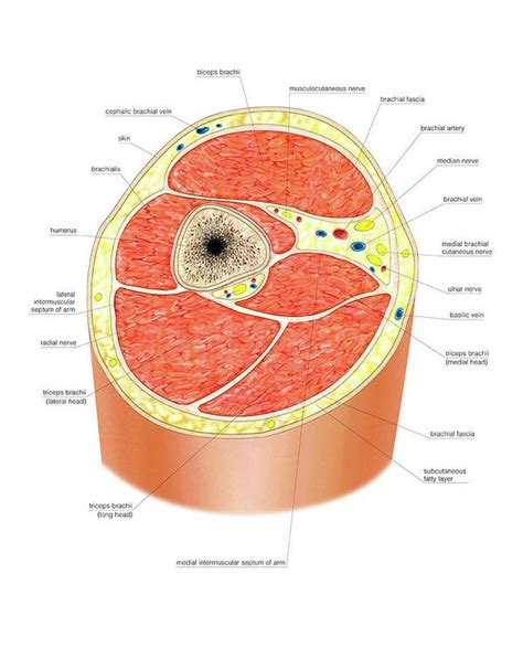 Cross Section Of The Arm Poster By Science Photo Library Science