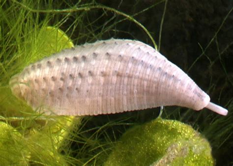 Leeches Glossiphoniidae Manaaki Whenua