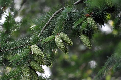 Pine Cones Tree Free Photo On Pixabay