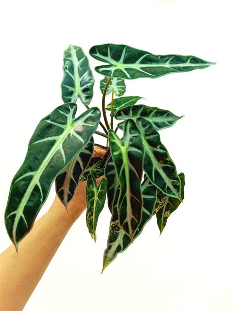 Alocasia Bambino Variegata Aurea Welovetropicalplants
