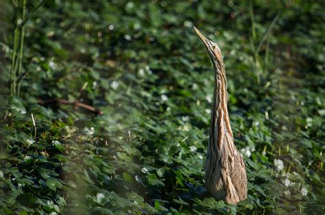 Species Spotlight The Remarkable American Bittern Western Riverside