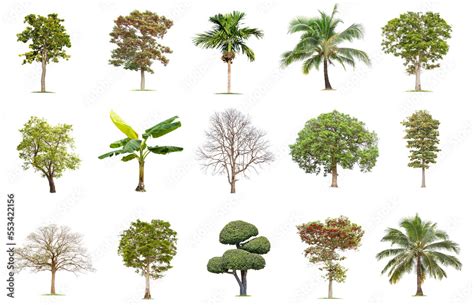 Isolated Big Tree On White Background The Collection Of Trees Large Trees Database Botanical
