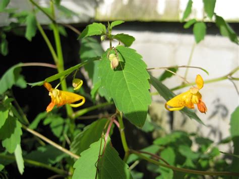 Poison Ivy Remedy Plant At Amy Palmer Blog