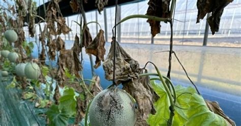 딸기밭엔 곰팡이꽃 멜론은 크기도 전에 썩어… “밭 갈아엎을 판”