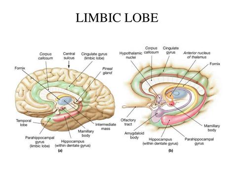 Limbic System Cerebral Cortex Lobes Flashcards Easy