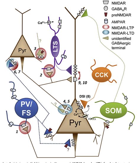 Figure 1 From Nmda Receptor Dependent Function And Plasticity In Inhibitory Circuits Semantic