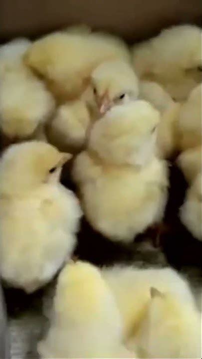 So Cute All Youtube
