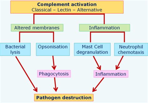 Innate Adaptive Immunity Flashcards Quizlet