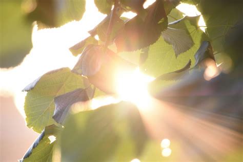 Sunlight And Its Health Benefits Willingness