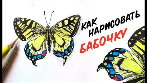 Как нарисовать Бабочку МАХАОН Урок рисования для начинающих Youtube