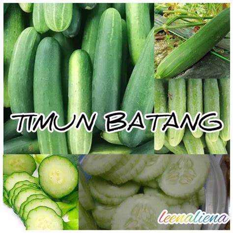 Timun Batang Dan Timun Ulam Kecil Segar Shopee Malaysia