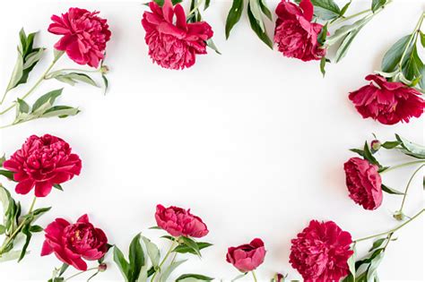 흰색 배경에 아름다운 빨간 모란으로 만든 프레임 플랫 레이 상단 보기 발렌타인 의 배경 플로럴 프레임 모란 질감 경관에 대한 스톡 사진 및 기타 이미지 Istock