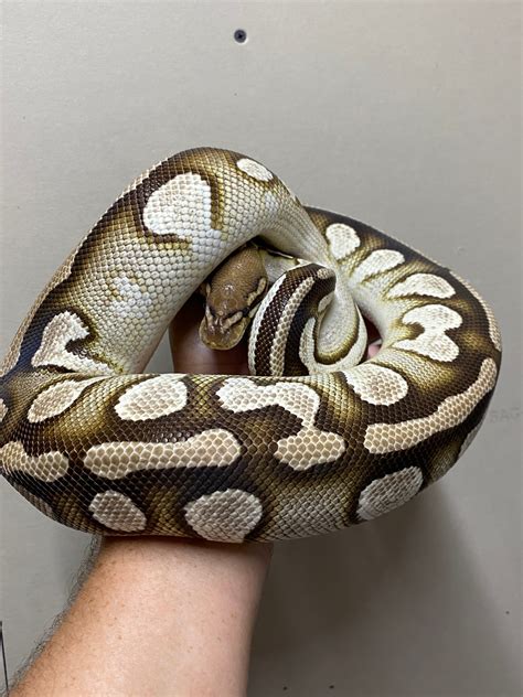 Mojave Od Ball Python By Sr Pythons Morphmarket