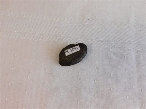 Florida Turtle Claw Fossil Fossils And Artifacts For Sale Paleo