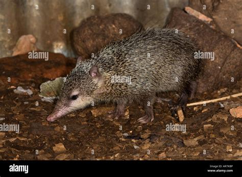 Common Tenrec Tenrec Ecaudatus Pereyras Nature Farm Madagascar Stock