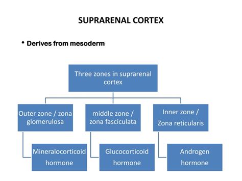 Ppt Anatomy Of Suprarenal Glands Powerpoint Presentation Free Download Id 6415167