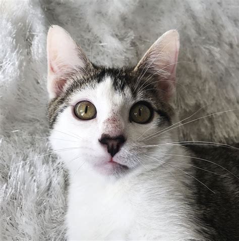 Adventures Of A Mischievous Kitty