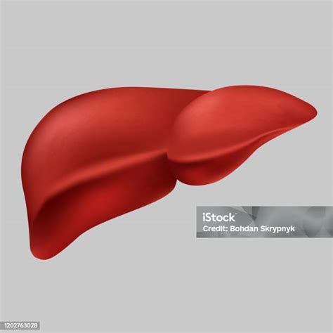 흰색 배경에 격리 된 인간의 현실적인 간 벡터 그래픽 일러스트 의료 기관 아이콘 간 내부 기관에 대한 스톡 벡터 아트 및 기타