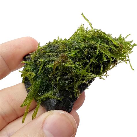 Moss On Rocks In Aquarium