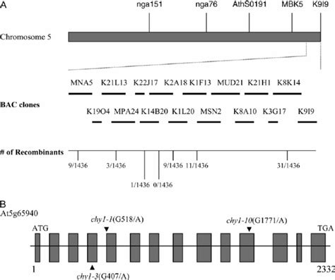 Positional Cloning Of Chy1 10 A Genetic Mapping With Pcr Based