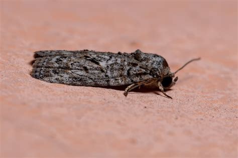 Premium Photo Tufted Moth Of The Genus Garella