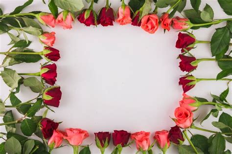 Border From Roses Free Photo