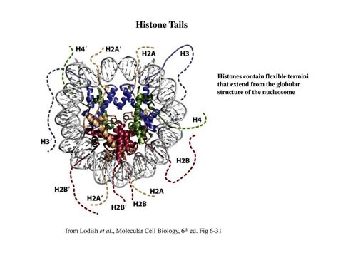 Organization Of Dna Within A Cell Ppt Download