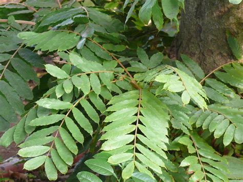 Brownea Ariza Eflora Of India