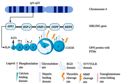 Human Secreted Phosphoprotein 1 Spp 1 Gene Genetic Location And The