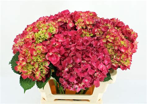Hydrangea Macr Trophy Red Flora United International