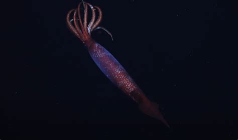 Incredible Footage Shows Rare Antarctic Squid For The First Time