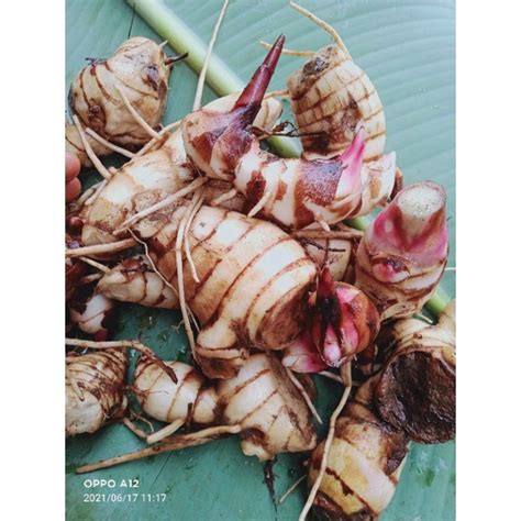 Jual Umbi Ganyong Merah Segar 500 Gram Shopee Indonesia