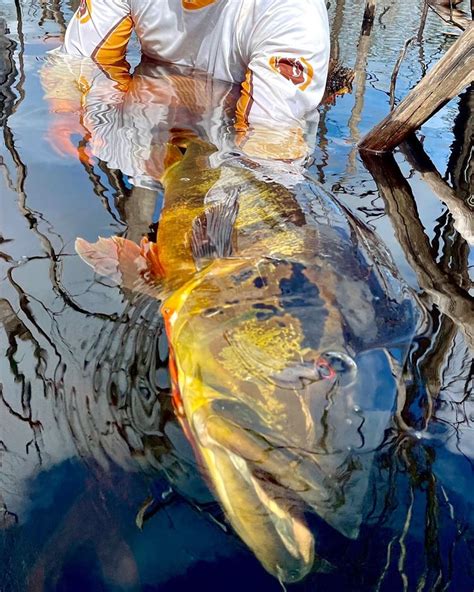 Peacock Bass Fish Species Guide Badangling