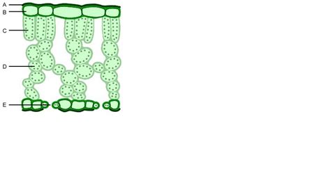 Diagram Of Biology Gcse Structure And Organisation Of The Leaf Quizlet