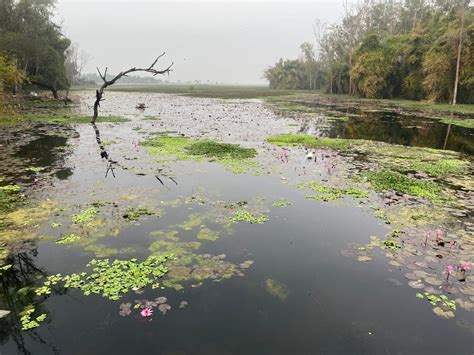 Comparing Flask Django And Odoo An In Depth Architectural Analysis For Choosing The Right