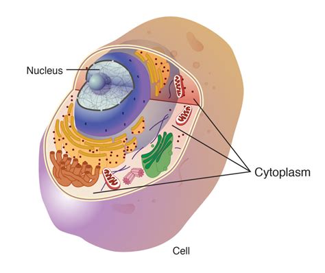Sex Linkage Biology Simple
