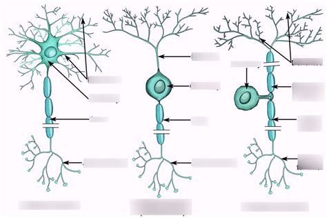 Nerve Cell Drawing Without Label