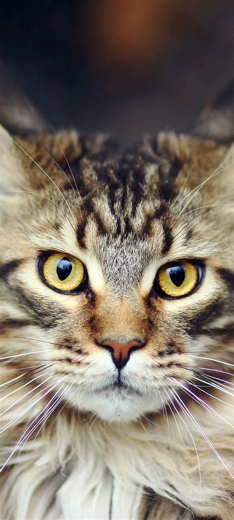 1840x4089 Resolution Cat Face Furry 1840x4089 Resolution Wallpaper