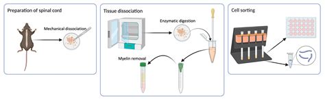 Oligodendrocyte Diagram