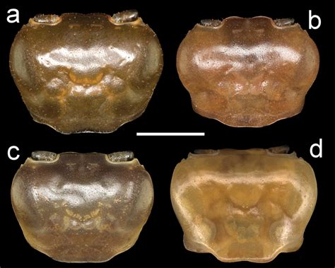 Figure 4 From Mvogo Ndongo Pa Von Rintelen T Cumberlidge N 2019 Taxonomic Revision Of The